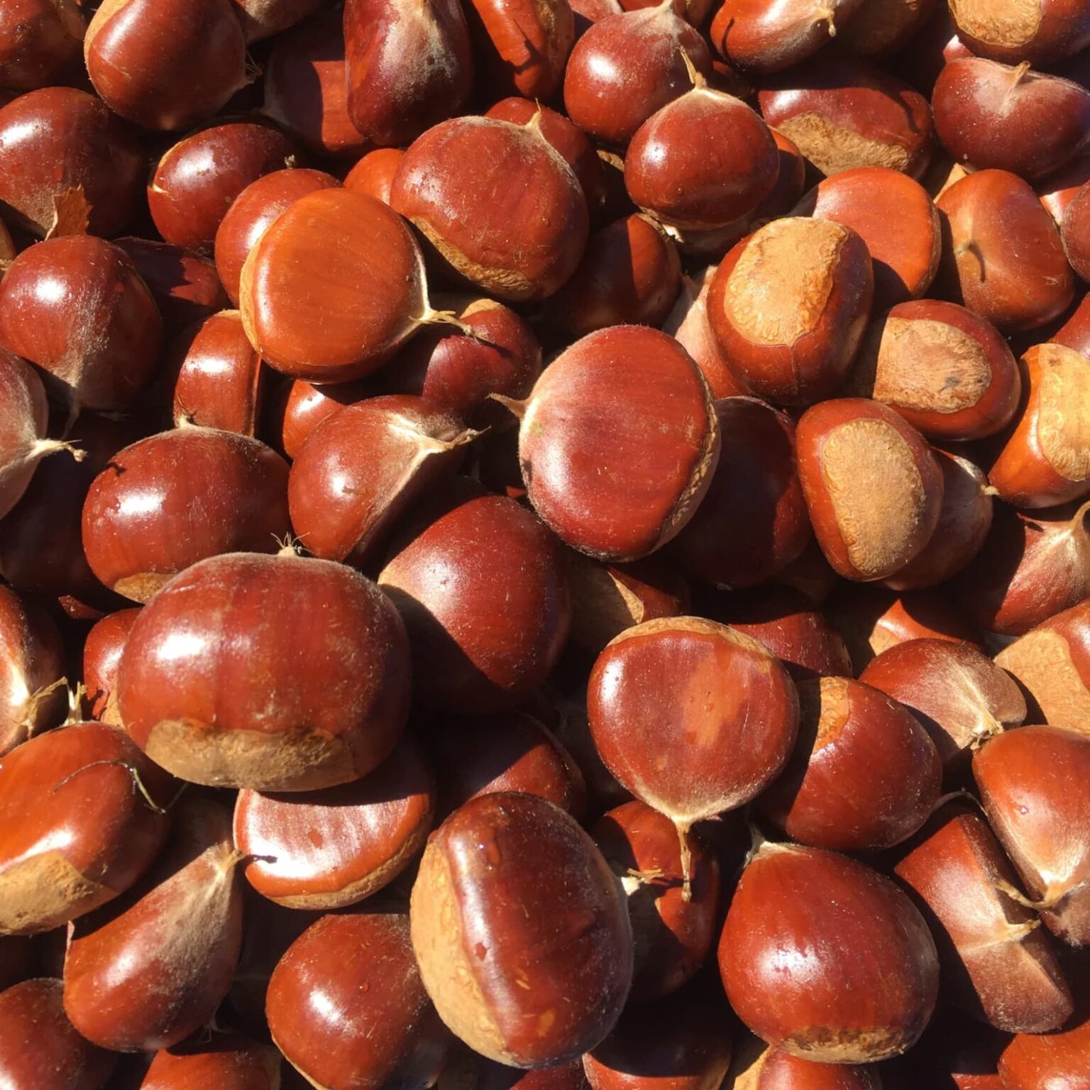 Chestnuts – Castanea Farms